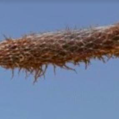 Tubular Nets: The Essential Tool for Efficient Seaweed Growing ...