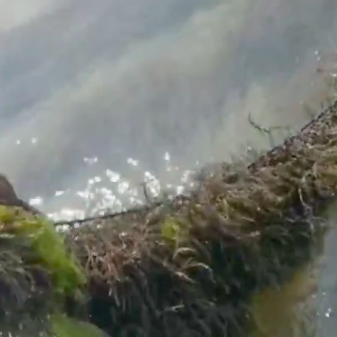 Tubular Nets: The Essential Tool for Efficient Seaweed Growing ...